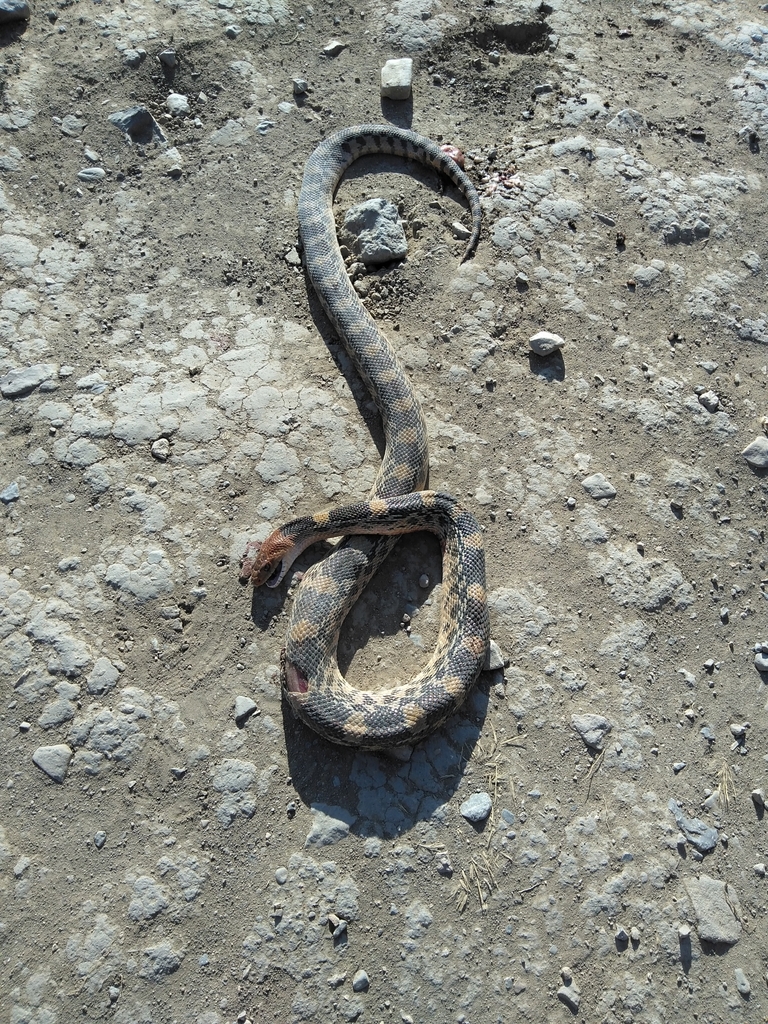 Mexican Bull Snake from Arteaga, MX-CA, MX on July 13, 2022 at 06:19 PM ...