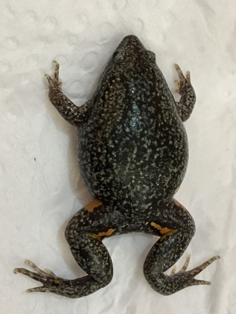 Surinam oval frog from Normandia, RR, BR on July 16, 2022 at 09:10 AM ...