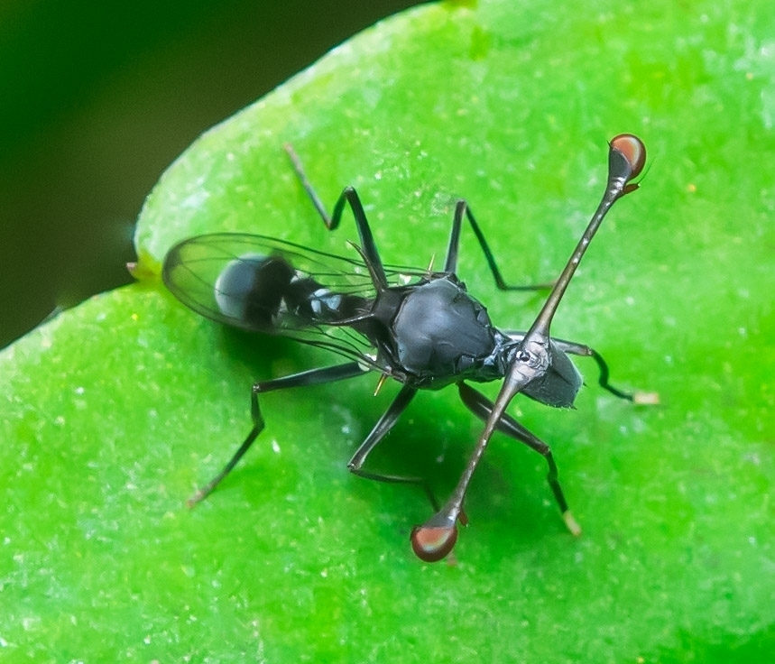 Chaetodiopsis meigenii from Mtunzini on July 16, 2022 at 10:37 AM by ...