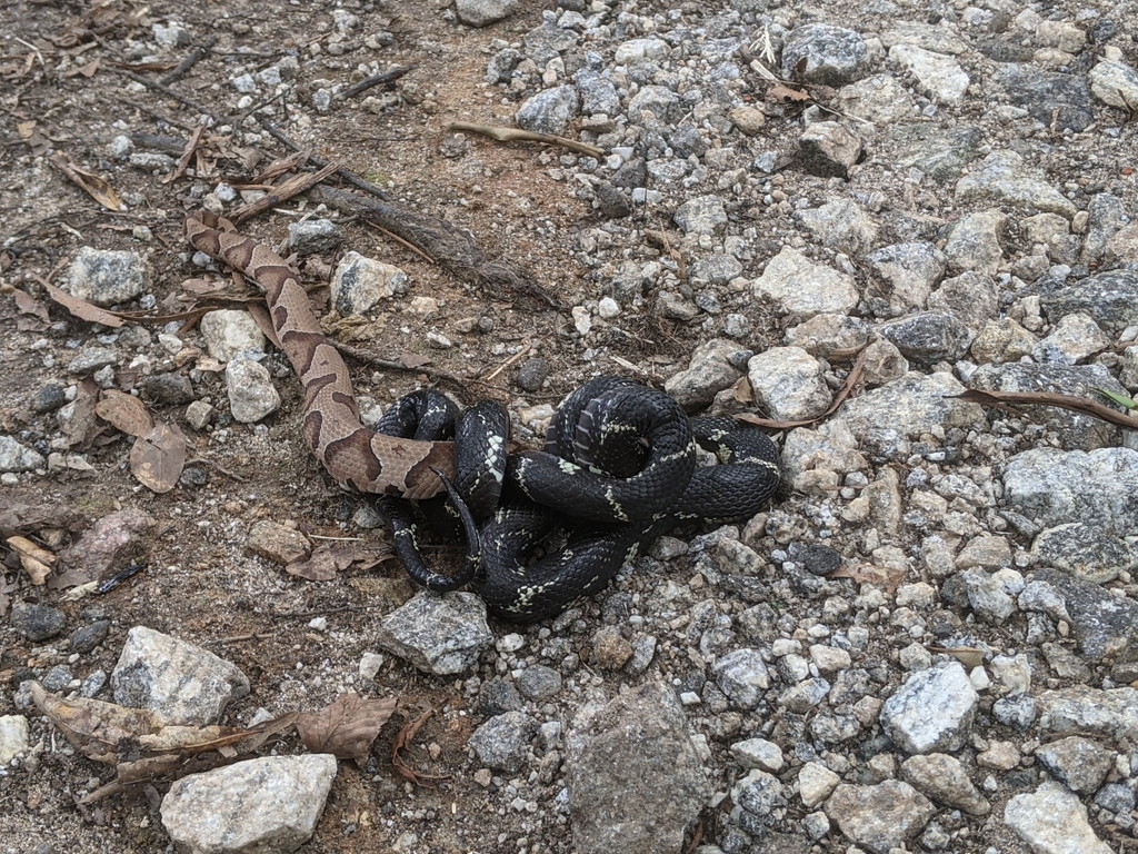 Eastern Kingsnake from Athens, GA 30606, USA on July 16, 2022 at 01:37 ...