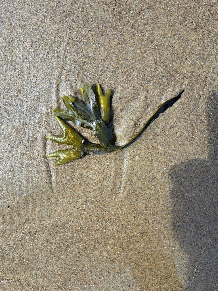 Rockweed from Lincoln County, OR, USA on July 16, 2022 at 11:18 AM by ...