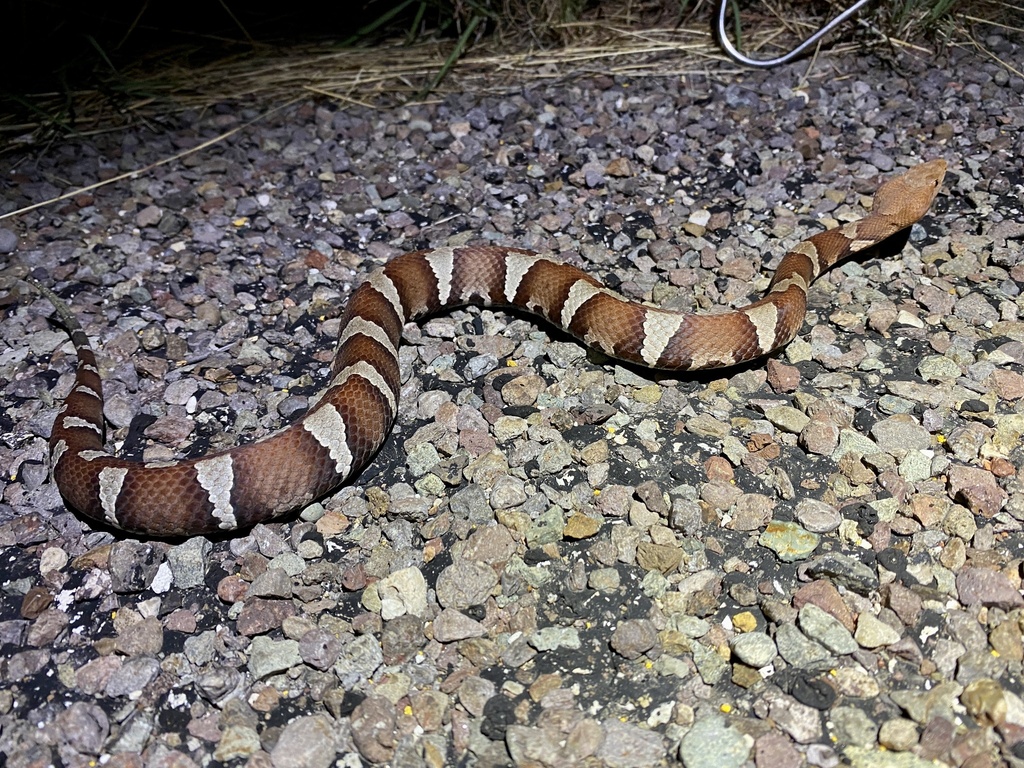 Broad-banded Copperhead from US-285, Fort Stockton, TX, US on July 15 ...