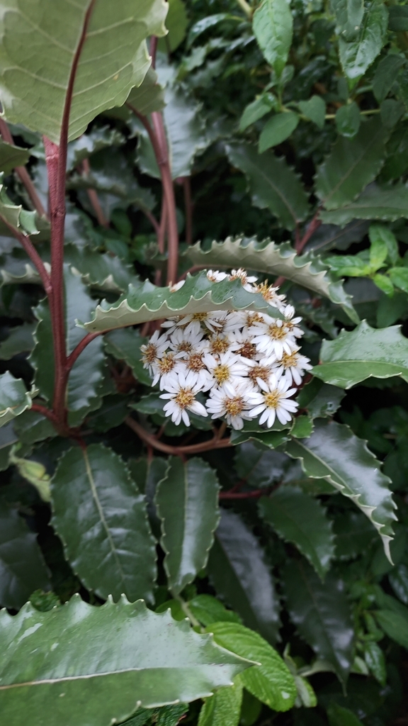 Hakeke from Ballinalacken Castle, Ballynalackan, Co. Clare, Ireland on ...