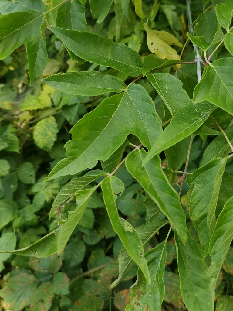 box elder from Sopje, HR-VP, HR on July 16, 2022 at 03:08 PM by Marko ...