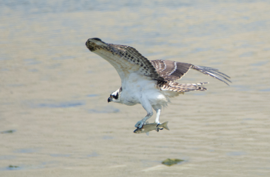 Osprey from Long Beach, CA, USA on July 16, 2022 at 11:06 AM by Kim ...