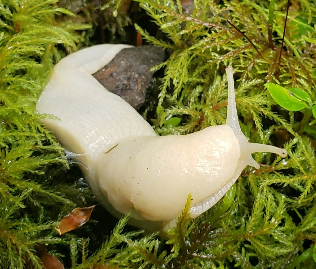 Pacific Banana Slug from Clallam County, Olympic, Olympic National Park ...
