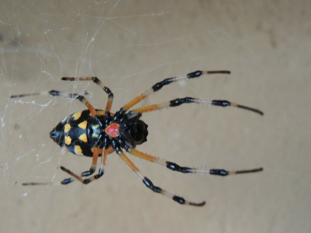 African Hermit Spider from Guarapari, ES, Brasil on November 01, 2019 ...