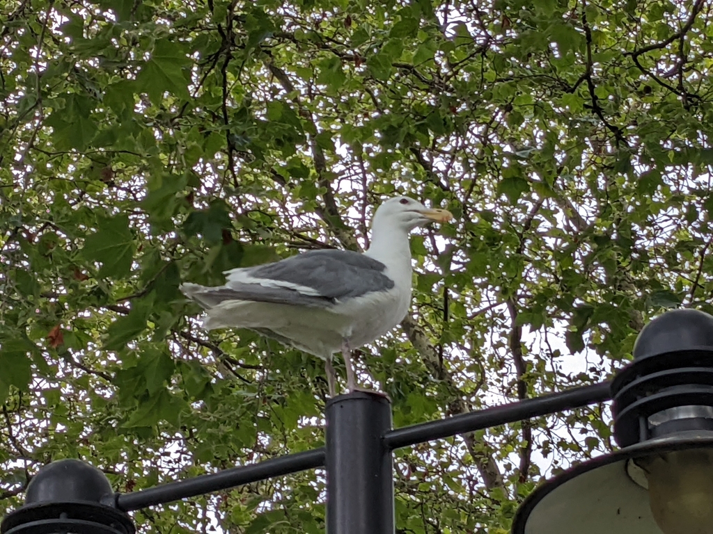 Glaucous-winged Gull from Uptown, Seattle, WA, USA on July 15, 2022 at ...