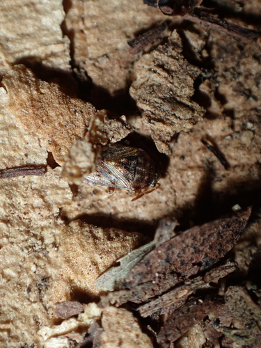 Genus Masoas · iNaturalist