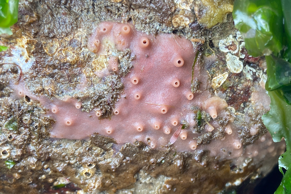 Pink Turret Sponge from Ault Field, WA, USA on July 16, 2022 at 04:40 ...