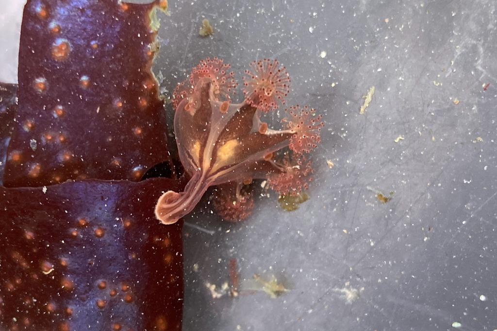 Haliclystus sanjuanensis from Ault Field, WA, USA on July 16, 2022 at ...