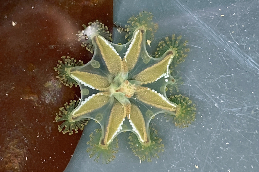 Haliclystus sanjuanensis from Ault Field, WA, USA on July 16, 2022 at ...