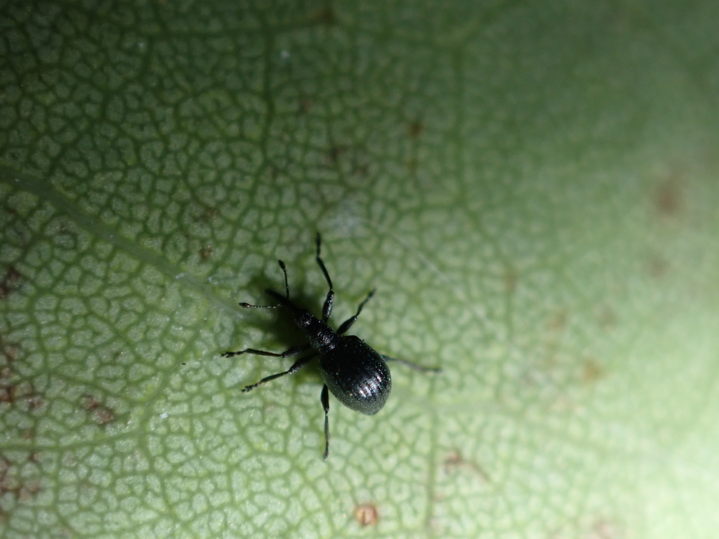 Pear-shaped Weevils from Dr Kenneth Kaunda, North West, South Africa on ...