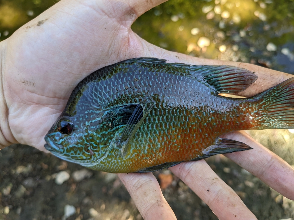 Common Sunfishes from DW GDNS, TX 76013, USA on July 16, 2022 at 05:21 ...