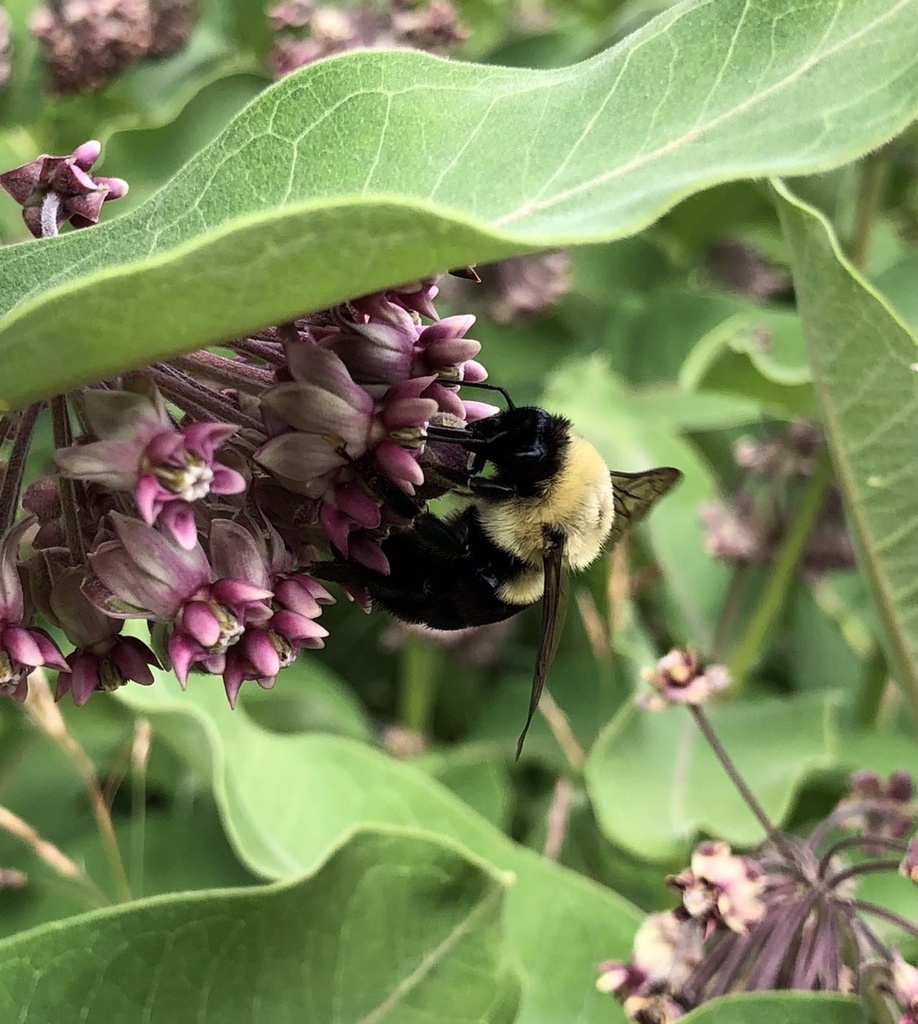 Bumble Bees from Quebec, Canada on July 16, 2022 at 02:48 PM by Emily ...