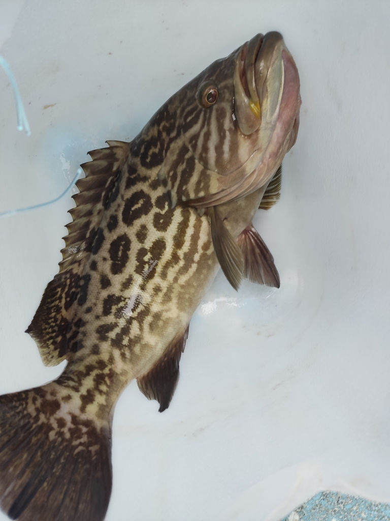Broomtail Grouper from Provincia de Guanacaste, Costa Rica on June 23 ...