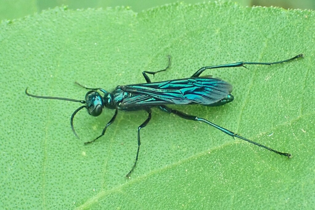 Chalybion from 1200 W South Mountain Ave, Phoenix, AZ 85041, USA on ...