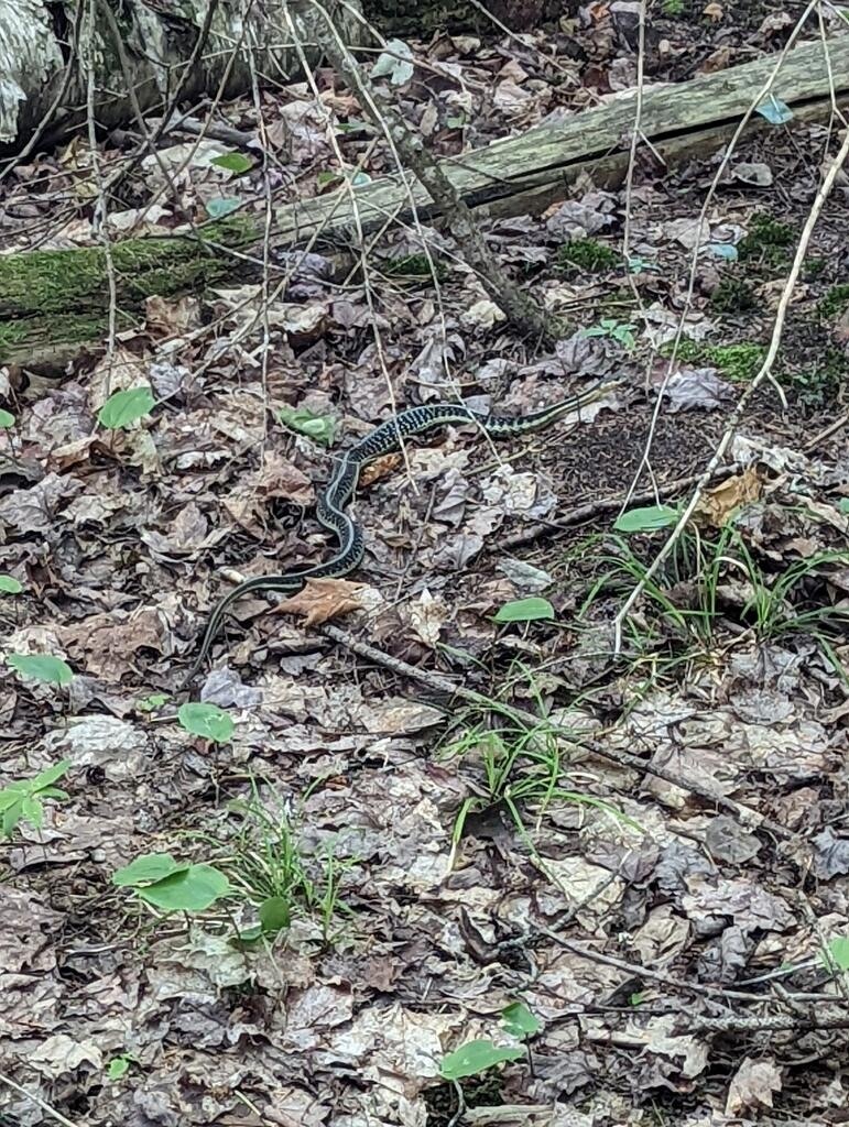 Common Garter Snake from Marquette, MI, US on July 16, 2022 at 11:31 PM ...