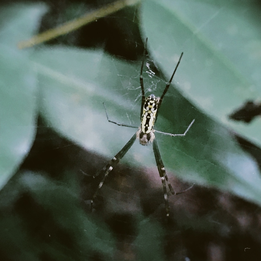 Joro Spider from 玄武区, 南京市, 江苏省, CN on July 16, 2022 at 09:45 AM by ...