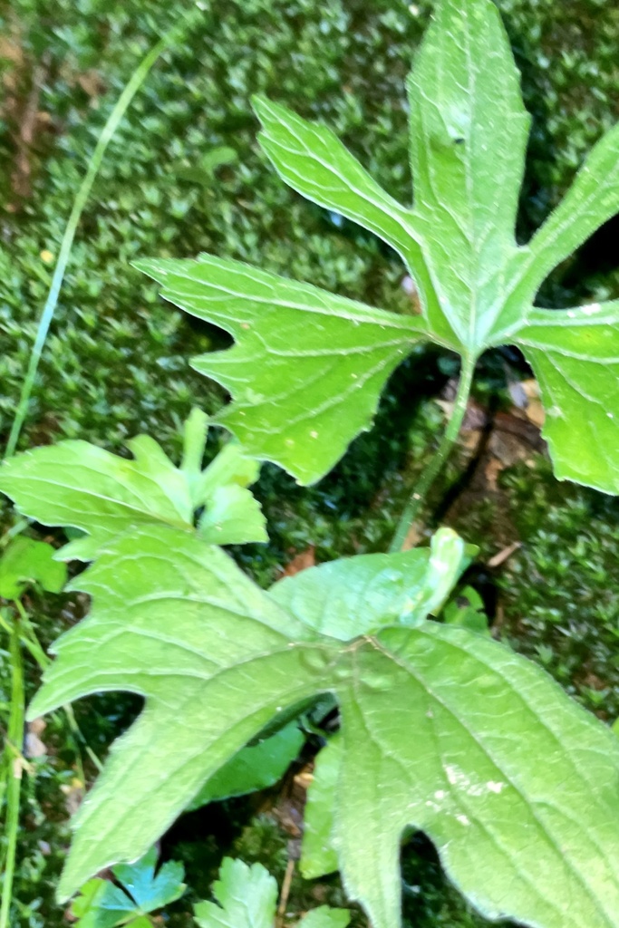 palm violet from Robert L Melson Ln, Newark, DE, US on July 16, 2022 at ...