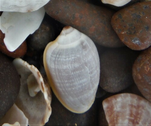 Prunum curtum · iNaturalist