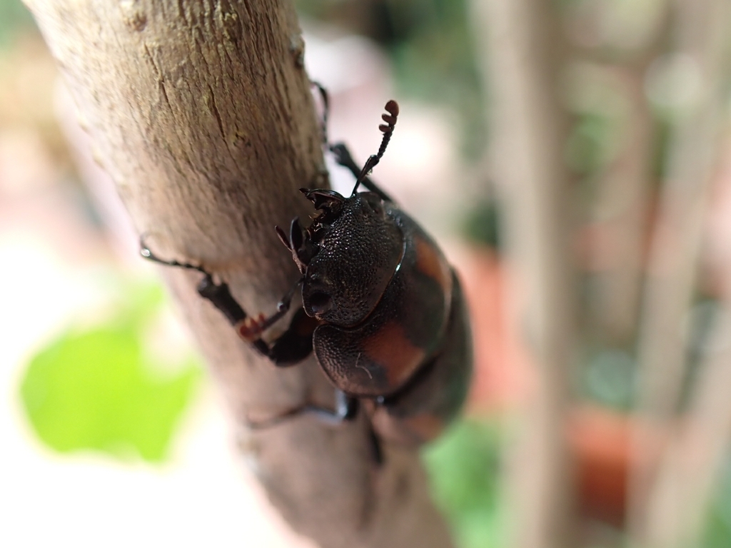 Prosopocoilus biplagiatus from 香港石崗富豪花園L座 on July 17, 2022 at 01:37 PM ...