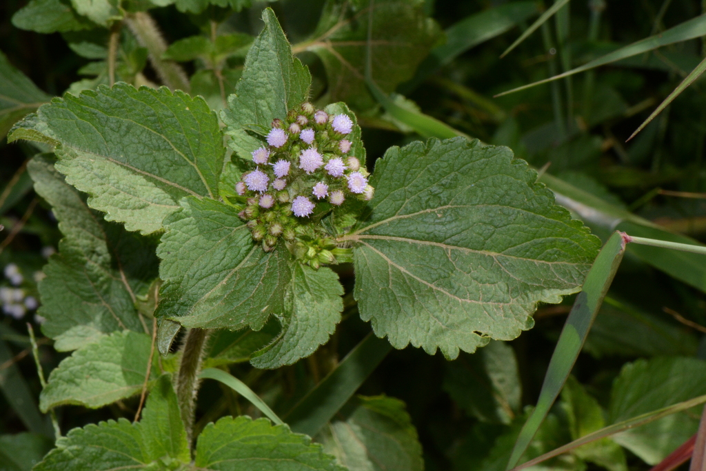 billygoat weed from Mutshatsha, Democratic Republic of the Congo on ...
