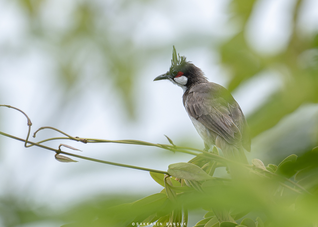 Red-whiskered Bulbul from HQ3V+C2G, Lai Nan, Wiang Sa District, Nan ...