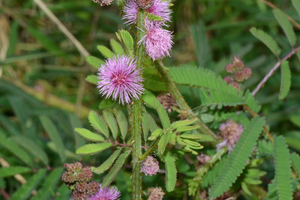 giant false sensitive plant from Kolwezi, Democratic Republic of the ...