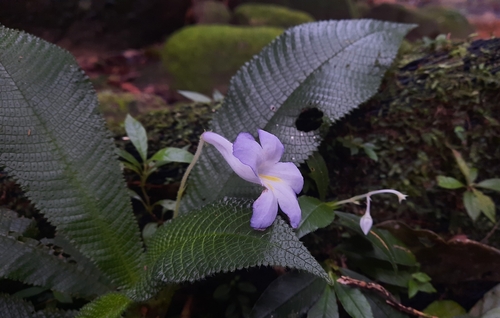 Codonoboea rugosa · iNaturalist