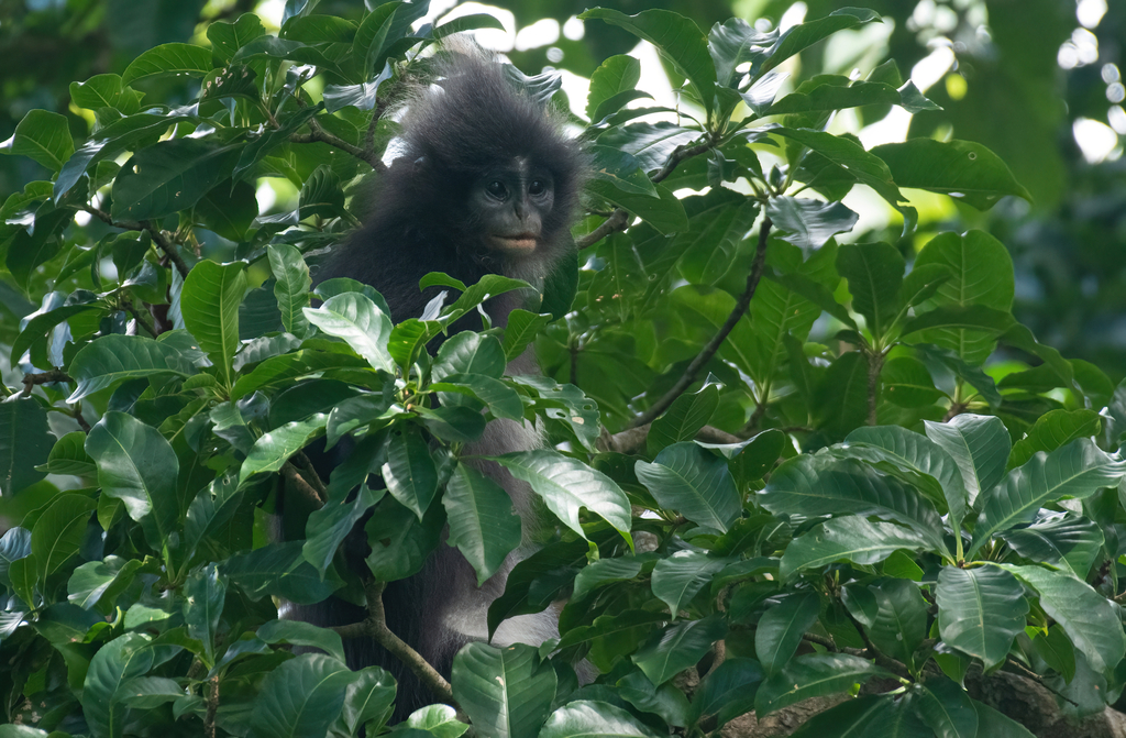 Presbytis comata fredericae in July 2022 by saktyari · iNaturalist