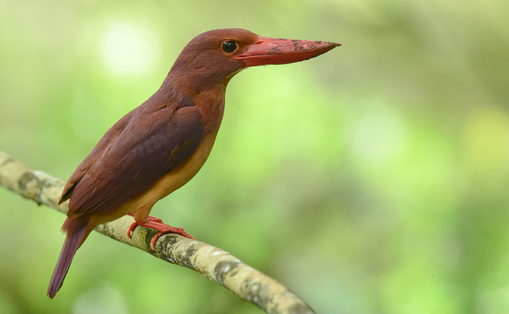Ruddy Kingfisher Scientific Name