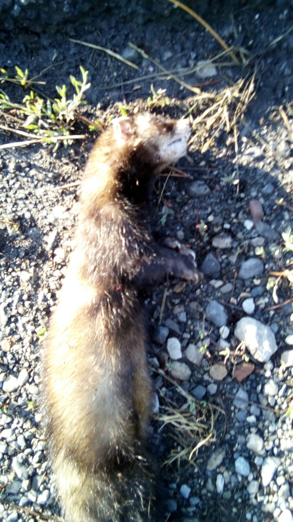 Western Polecat from Lucca, Toscana, IT on July 17, 2018 at 07:29 AM by ...