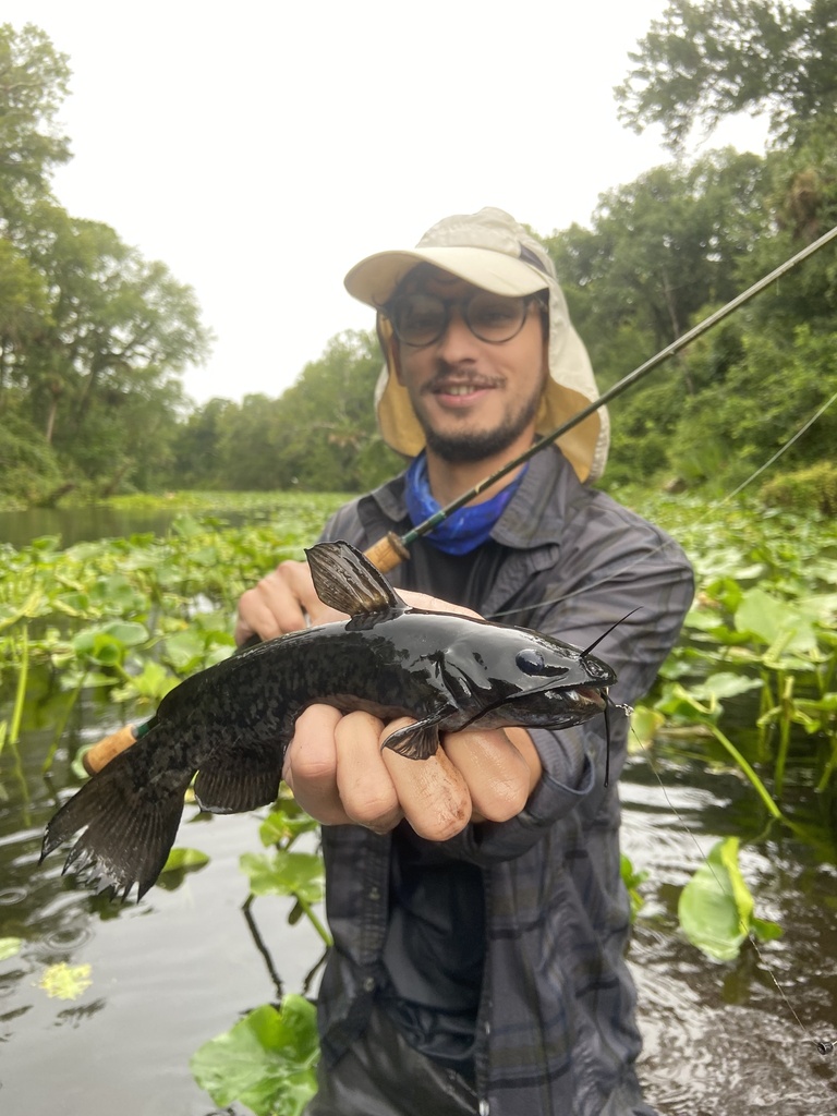 Snail Bullhead in July 2022 by species_spotlight. Wekiva river ...