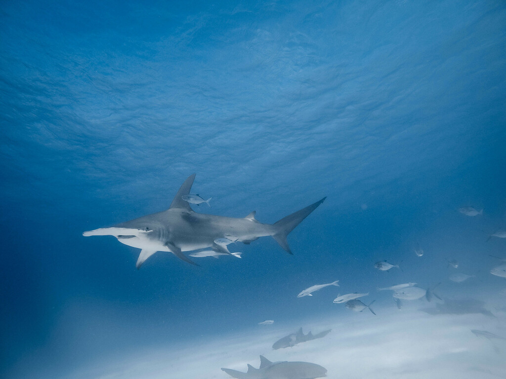 Great Hammerhead in February 2018 by Zarce · iNaturalist