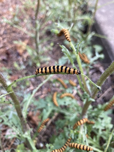 Observations by logo · iNaturalist