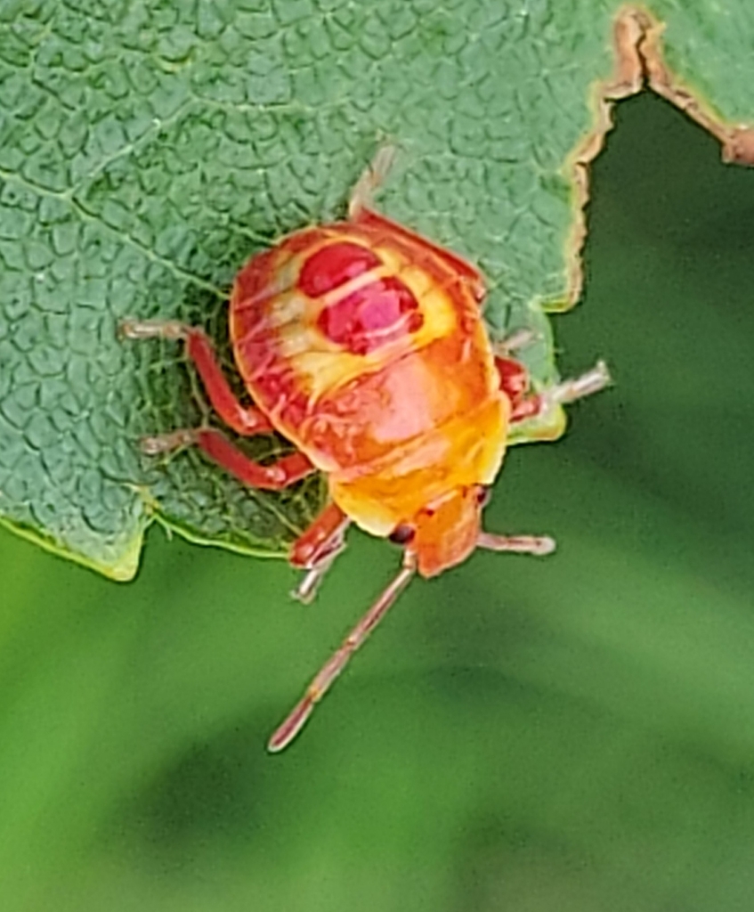 Bronze Shield Bug from Barrettstown, Co. Kildare, Ireland on July 17 ...