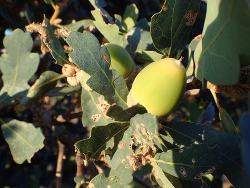 Shin Oak (Variety Quercus garryana semota) · iNaturalist