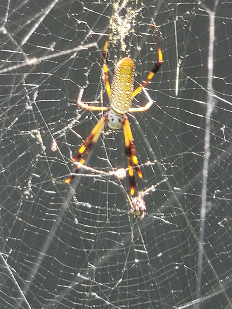 Golden Silk Spider from Duncanville, AL 35456, USA on July 17, 2022 at ...
