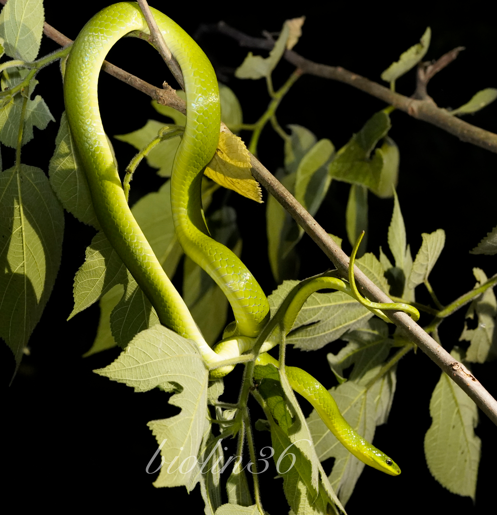Chinese Green Snake from 中国江苏省南京市江宁区 on June 17, 2022 at 09:20 PM by ...