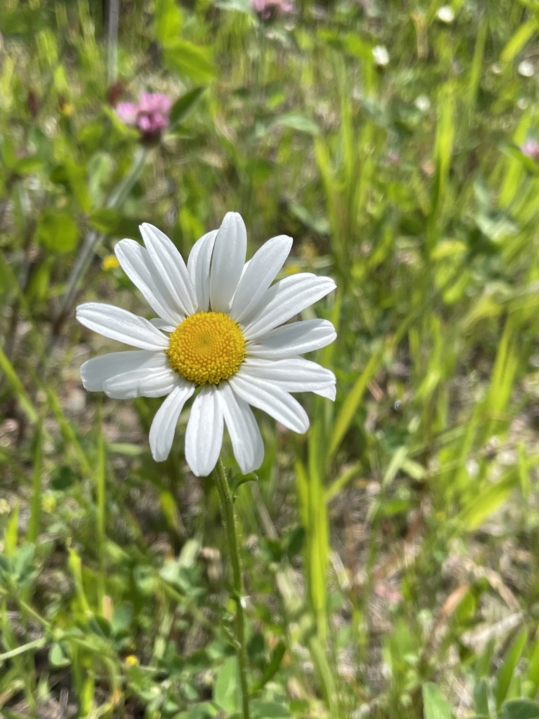 oxeye daisy from Glacier National Park, Babb, MT, US on July 13, 2022 ...