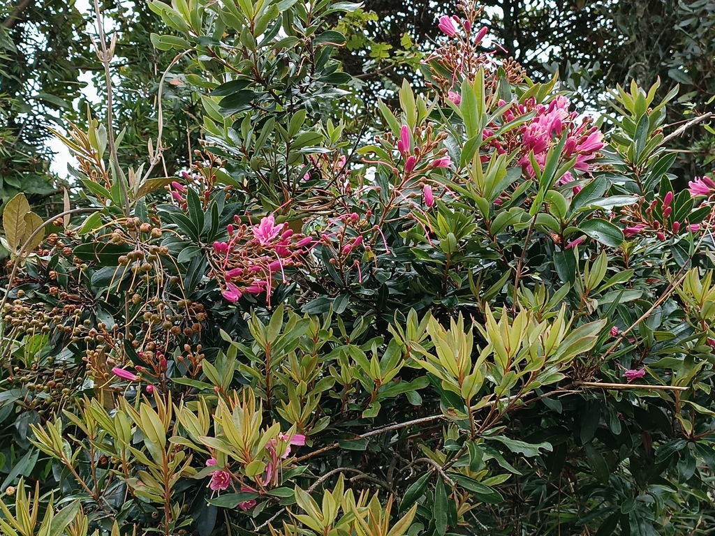 Bejaria aestuans from La Medina, Bello, Antioquia, Colombia on July 14 ...