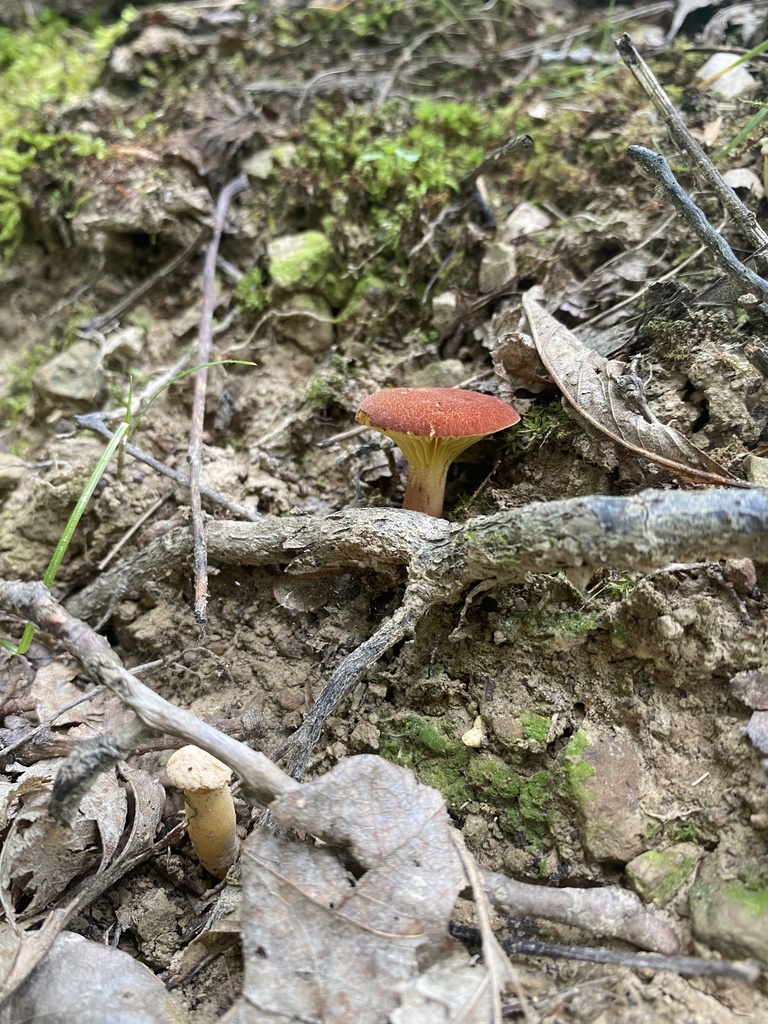 Phylloporus bellus from Nashville, IN, US on July 15, 2022 at 03:24 PM ...