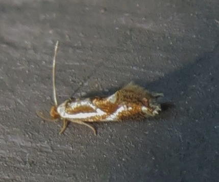 Genus Philonome · iNaturalist