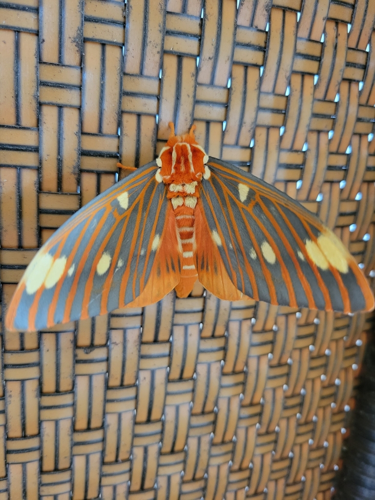 Regal Moth from Summit at Coates Run, Athens, OH 45701, USA on July 17 ...