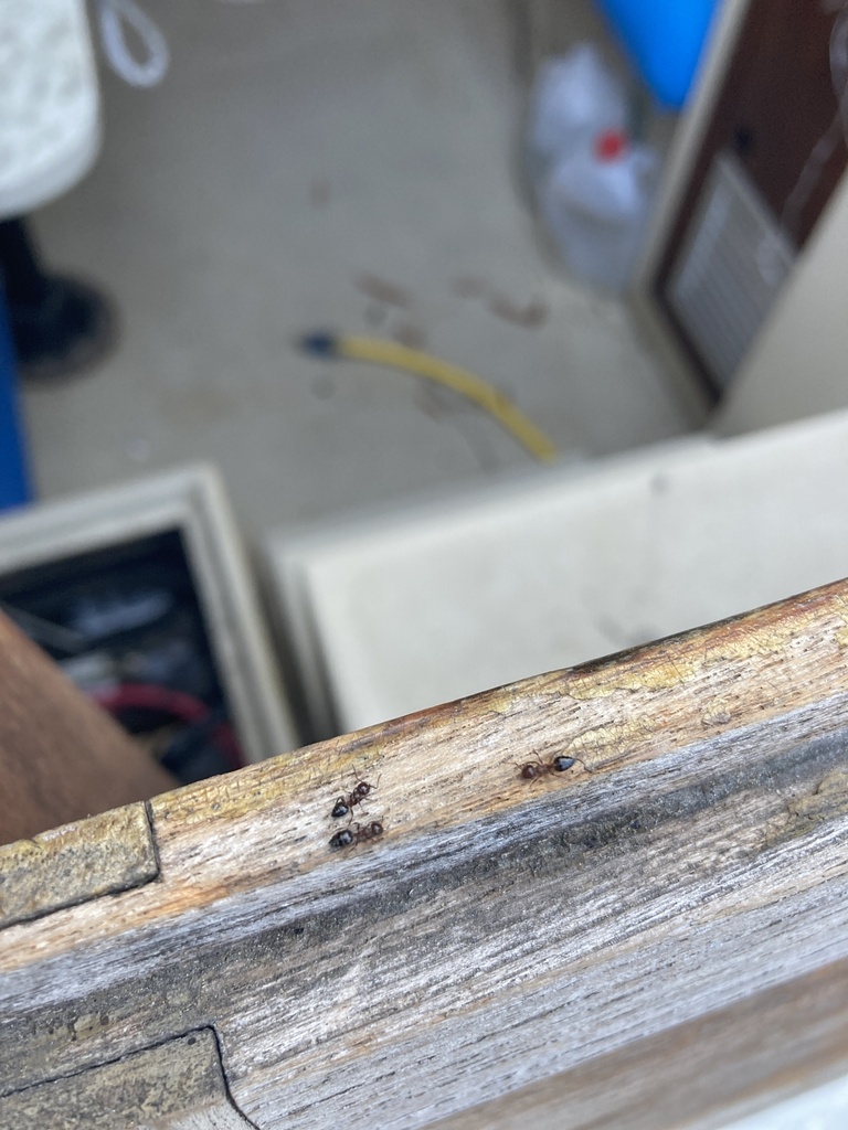 Cherry Acrobat Ant from North Cypress Branch, Annapolis, MD, US on June ...