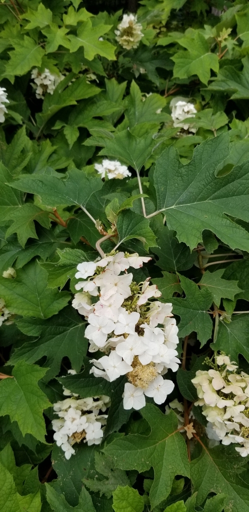 oakleaf hydrangea from Atwood & Oakridge (SB), Madison, WI 53704, USA ...