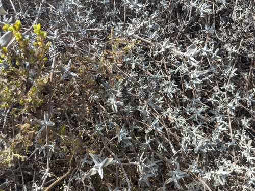 Observations by arthurfleiss · iNaturalist