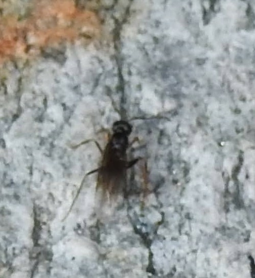 Jet Ant from Madonna delle Nevi on July 17, 2022 by Dario Pozzan ...