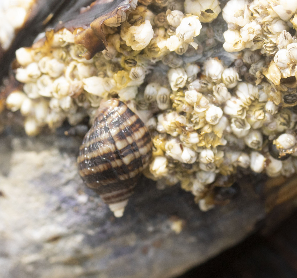 Pacific Acorn Barnacle from Tolovana Park, Cannon Beach, OR, USA on ...